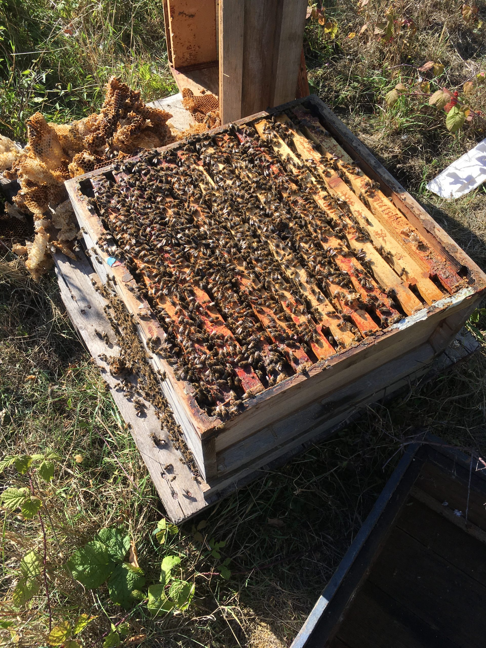 Bee Removal in Norfolk - Contact us for a quote - Hempnall Honey Co.